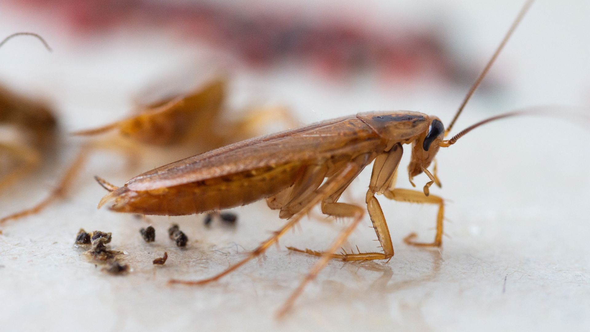 Cockroach Extermination Expert for Your Home's Safety